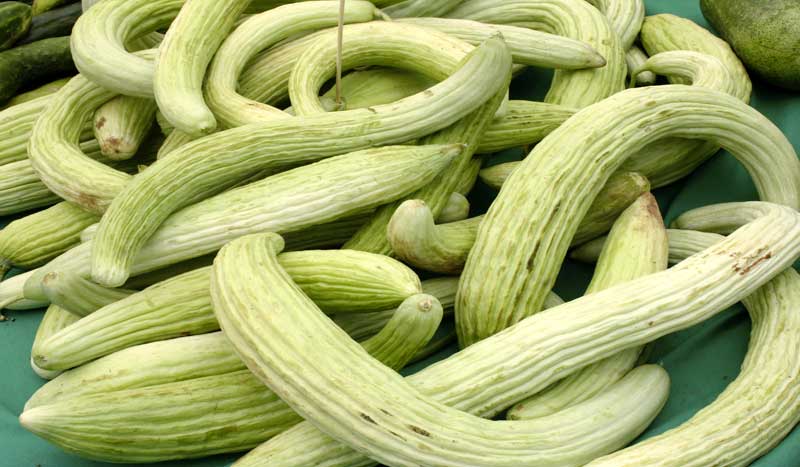 Les bienfaits de "Feggous", ce concombre long et fin